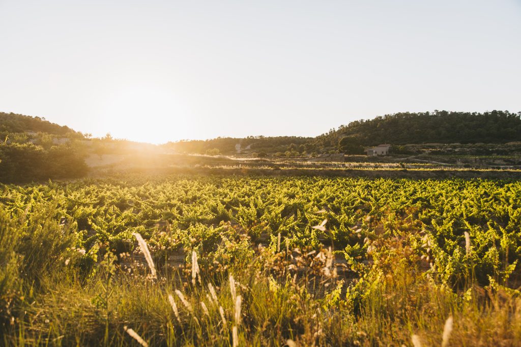 LaFou de Rams 2018 entre los 100 vinos para no perderse este año según ...