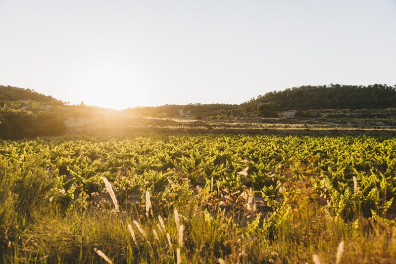 LaFou de Rams 2018 in the 100 wines not to be missed this year ...