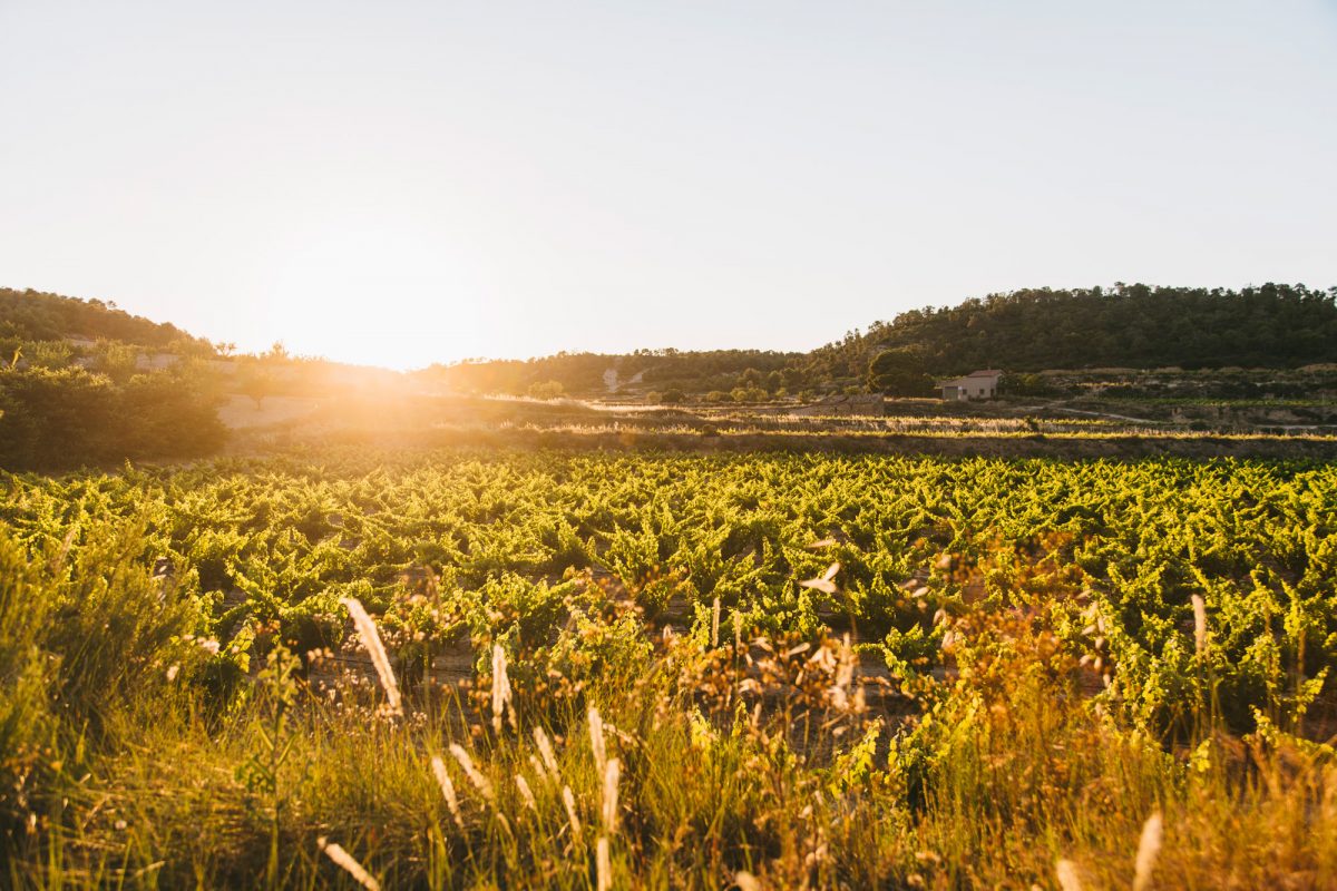 LaFou De Rams 2018 awarded 97 points by Vivir el Vino magazine - La Fou